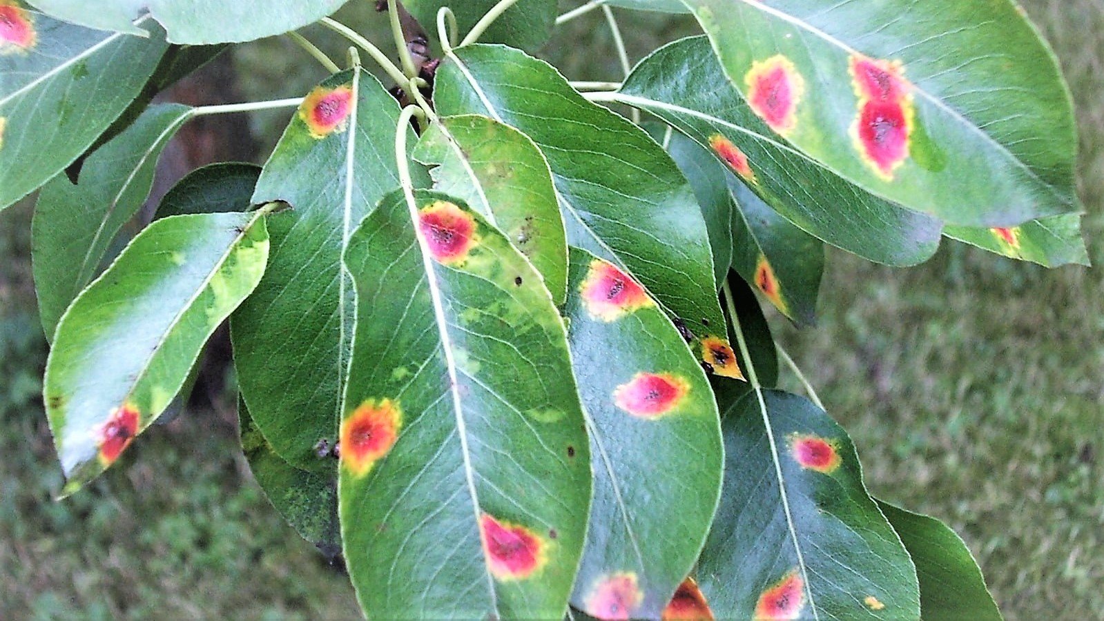 Ржавчина, беги! Как я победил болезнь груши. 🛡 Защита сада: побеждаем ржавчину на груше