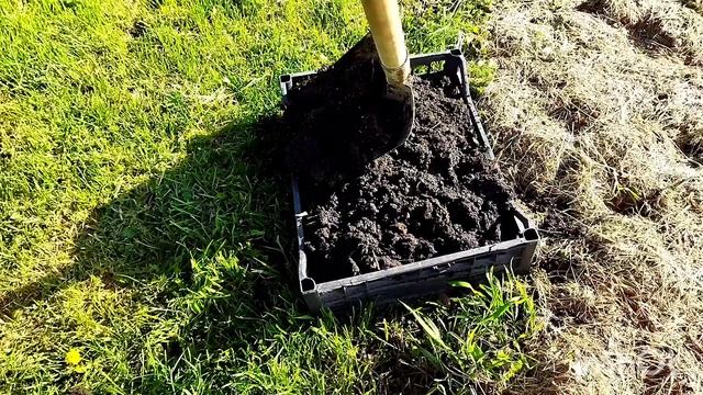 Картофель в ящике, картофель под соломой. Огородные эксперименты мая