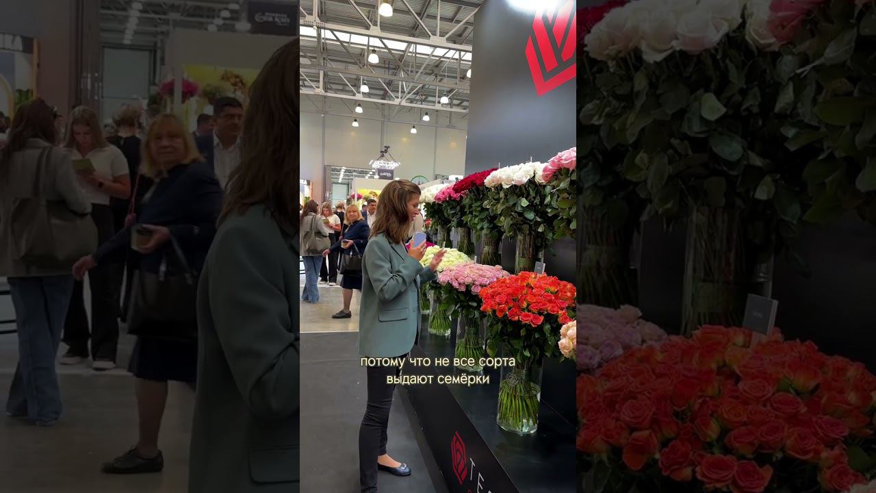 Обзор кустовой розы плантации Tessa Corp #shorts #цветы #flowers #цветочныйбизнес #цветыэкспо