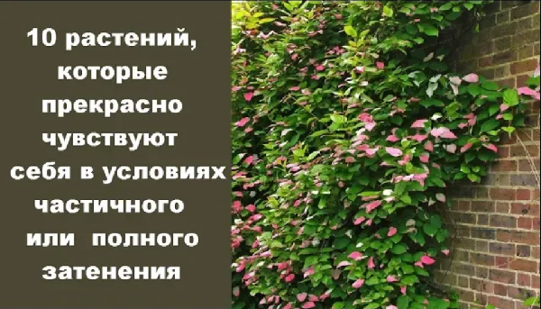 ❀ 10 растений, которые  прекрасно чувствуют себя в условиях частичного или полного затенения