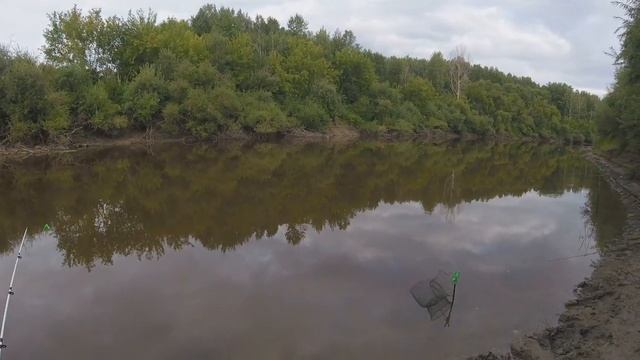 Караси-лапти на бойлы.