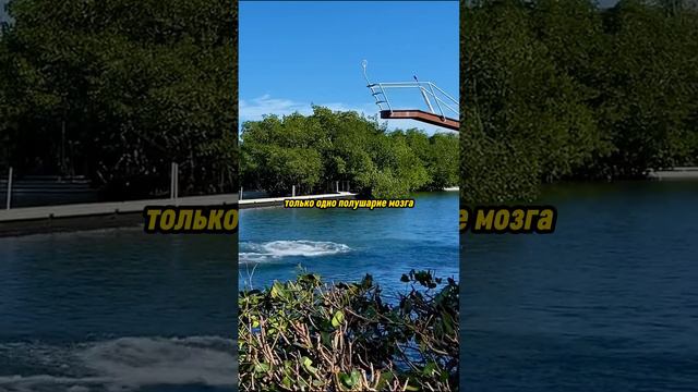 Зачем дельфин открывает глаз когда спит?🤔🐬 #интересно #факты #животные #интересное #shorts