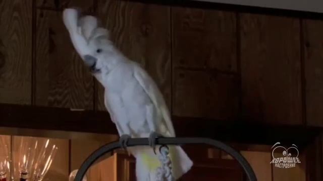 Круиз Попугай.mp4