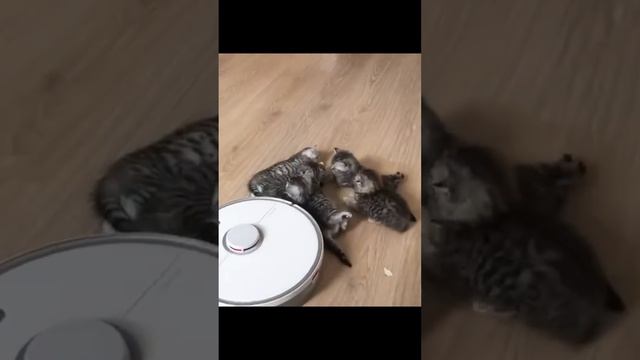 несанкционированный митинг