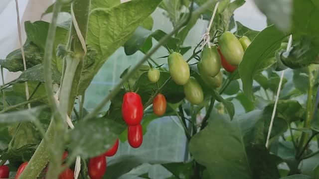 Помидор черри Ваше Благородие 2021. Красивый и урожайный томат.