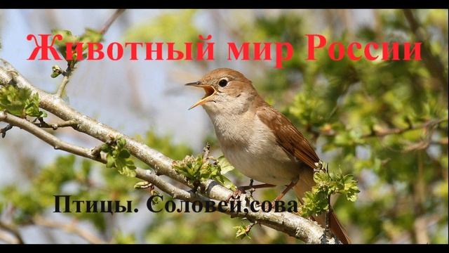 Птицы. Соловей, сова