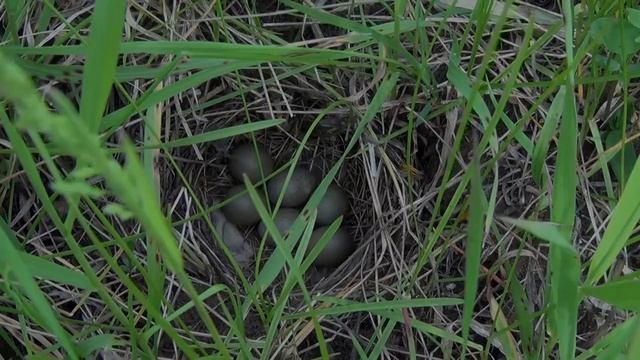 Пойменные видеозарисовки-2, май 2013