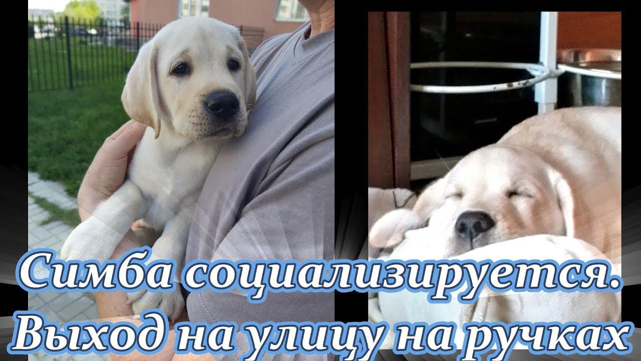 Симба социализируется  Выход на улицу на ручках
