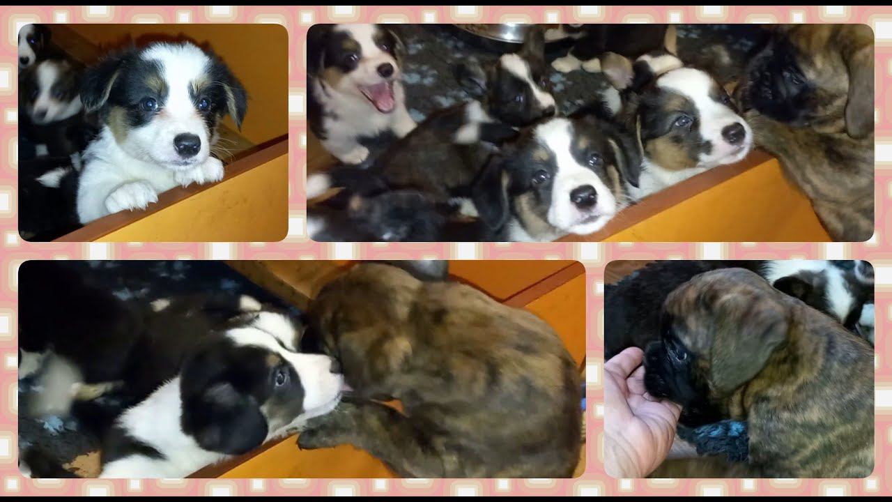 Как щенок боксера в гости к корги ходил / How a boxer puppy went to visit a corgi