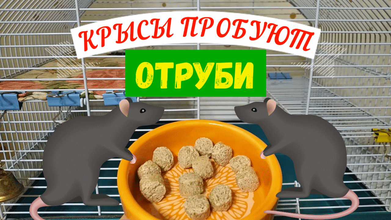 КРЫСЫ ПРОБУЮТ ОТРУБИ