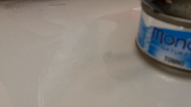 MainCoon and Monge Tonno