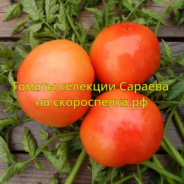 Семена томатов селекции Сараева можно приобрести у нас на сайте http://скороспелка.рф/