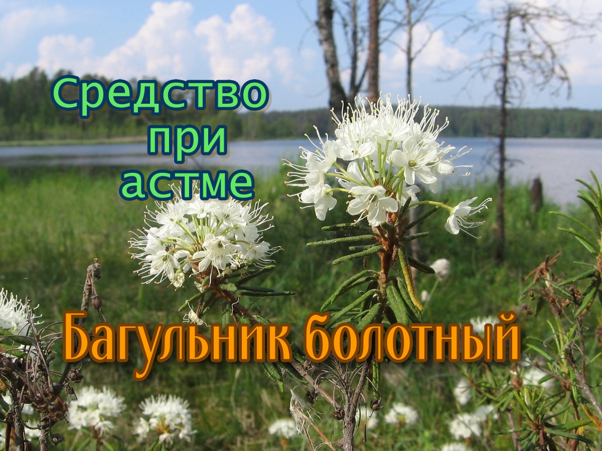 Средство при астме. Багульник болотный