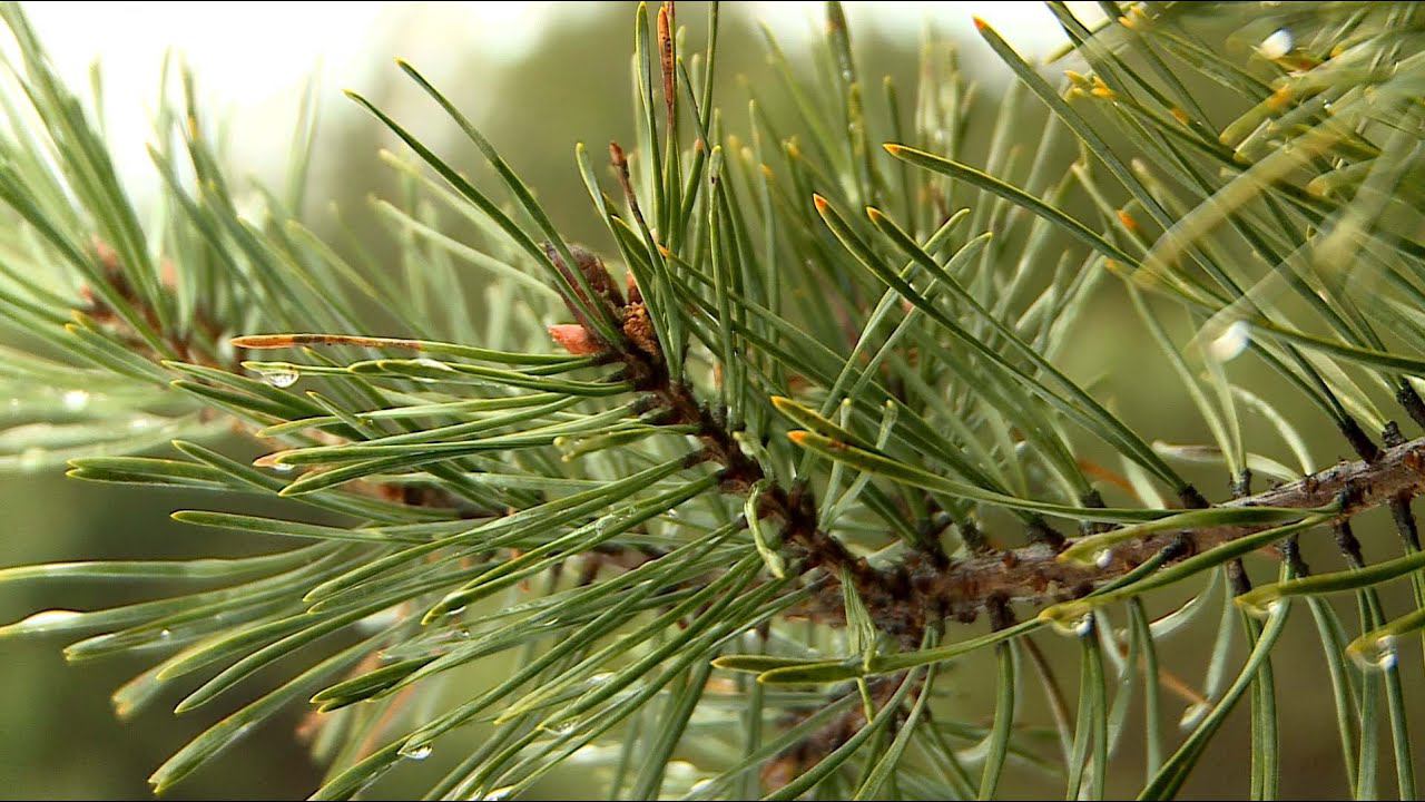 Оттепель | Библия и природа