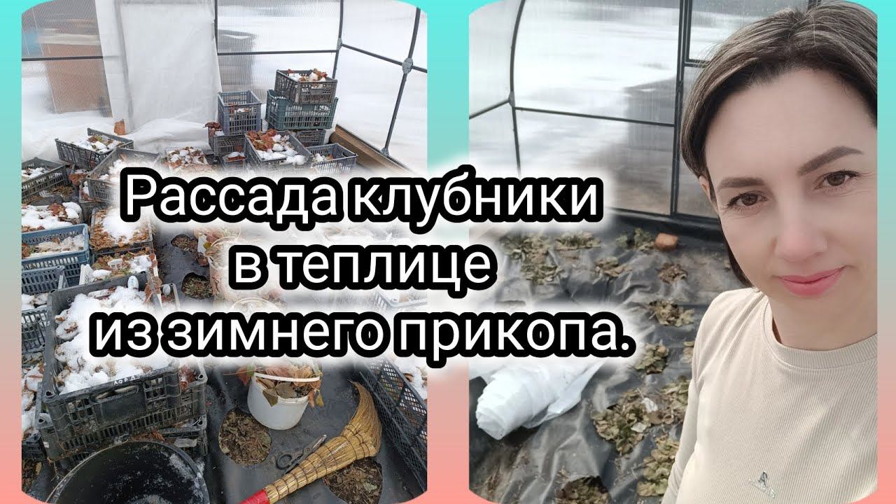 Рассада клубники в теплице из зимнего прикопа.