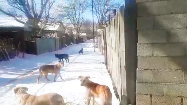 кормим бездомных животных