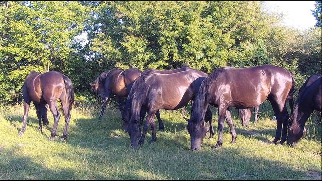 Лошадки пришли к подводным охотникам