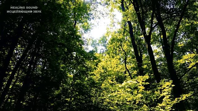 ПЕНИЕ ЛЕСНЫХ ПТИЦ ИСЦЕЛЯЕТ СЕРДЦЕ И ДУШУ! ОТКРОЙ СВОЕ СЕРДЦЕ!