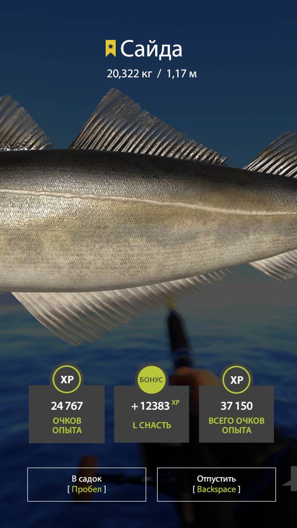 Русская рыбалка 4 Норвежское море 34 банка Трофейная Сайда