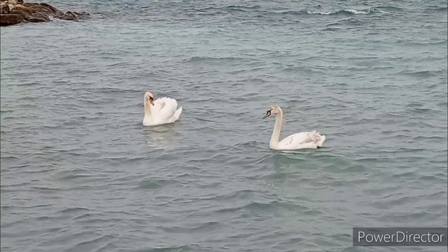 Лебединое море. Крым, Евпатория, 30 апреля 2022 года