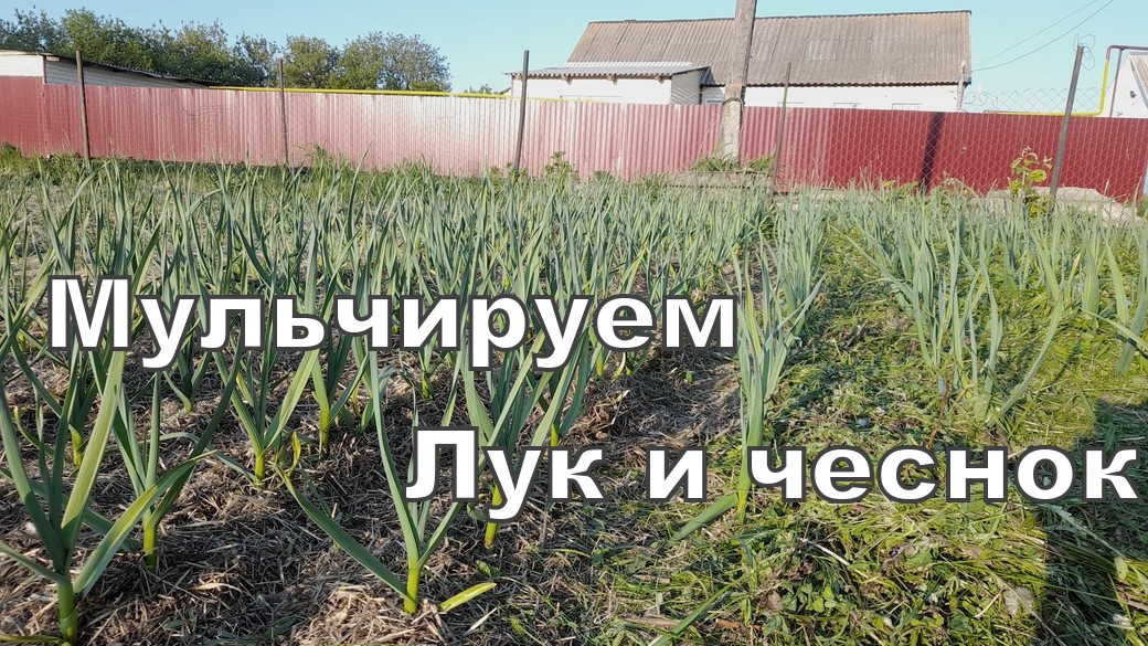 Мульчируем лук и чеснок