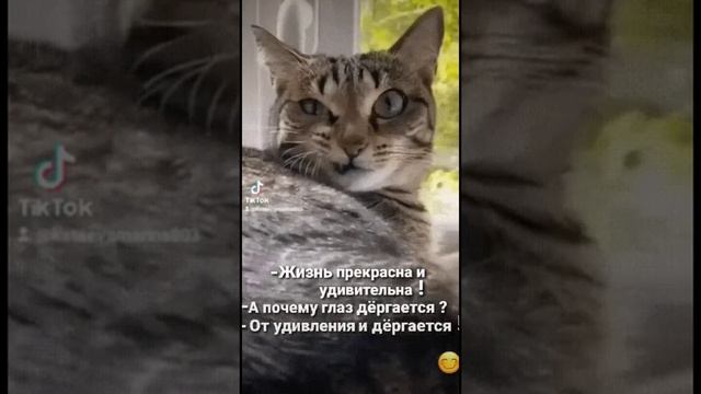 С каждым днем всё веселее.