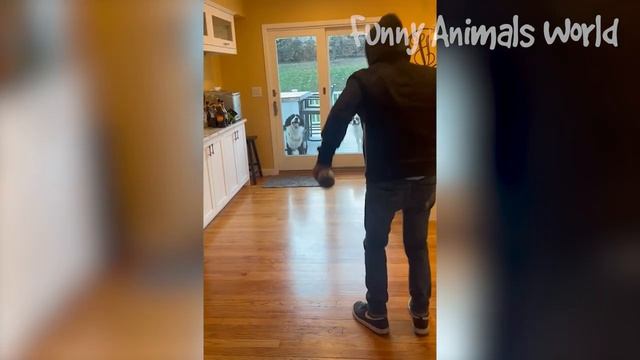 Самые смешные видео с собаками и кошками ? - Лучшие смешные видео с Животными 2023 ? #8