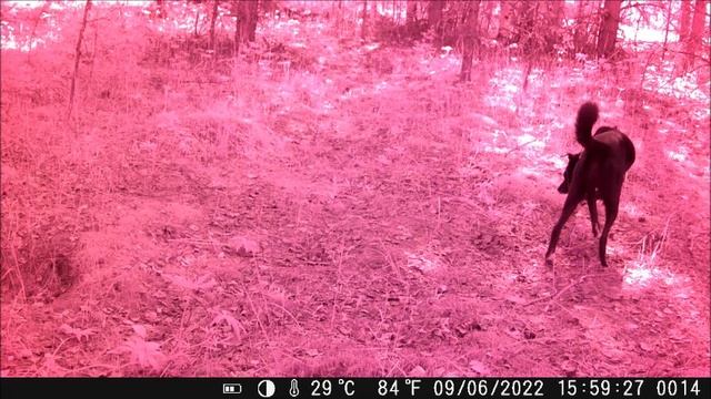 Лесная жизнь скрытой камерой.