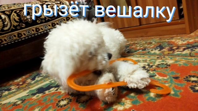 Грызёт вешалку