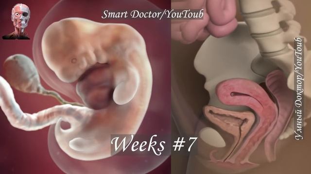 First trimester (1) months of pregnancy (2-12 Weeks).  ?Awesome video It's a miracle ???..mp4