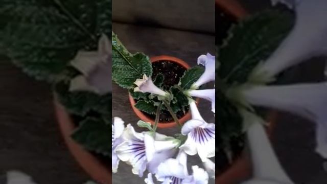 DS -  ХРУСТАЛЬНОЕ КРУЖЕВО, стрептокарпус