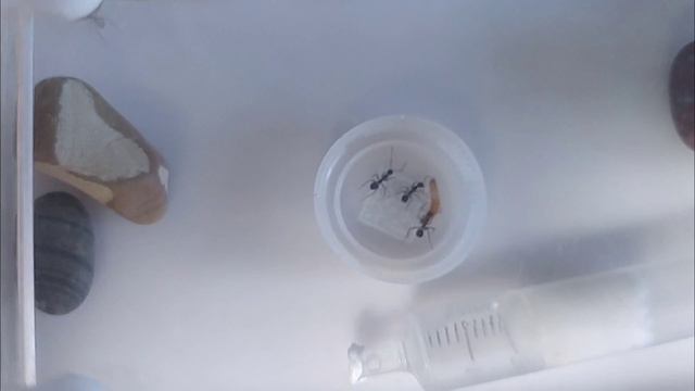 ОГО! 
Реактивные против жука!
Битва!