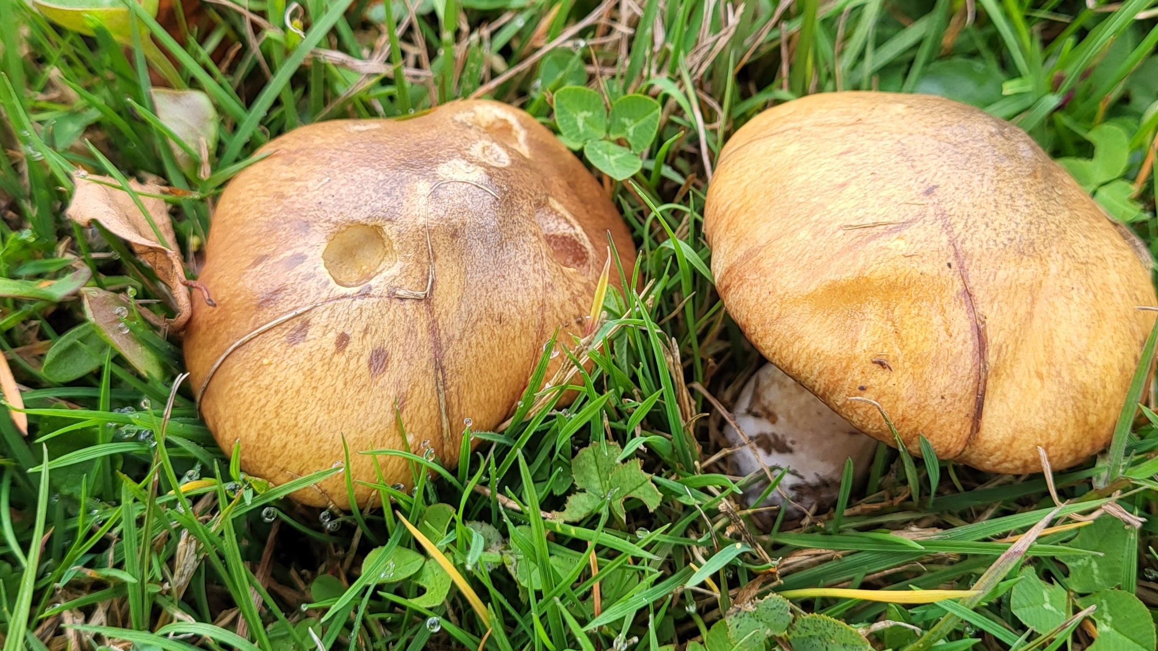 Семейный поход в лес по грибы