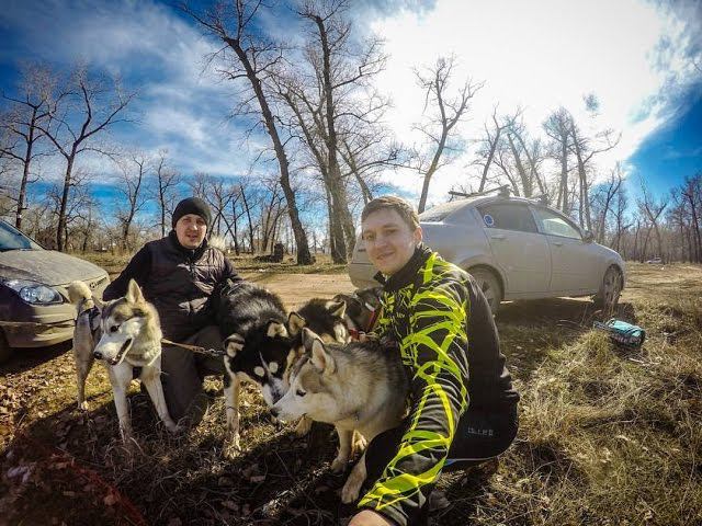 Хаски грязи не боятся