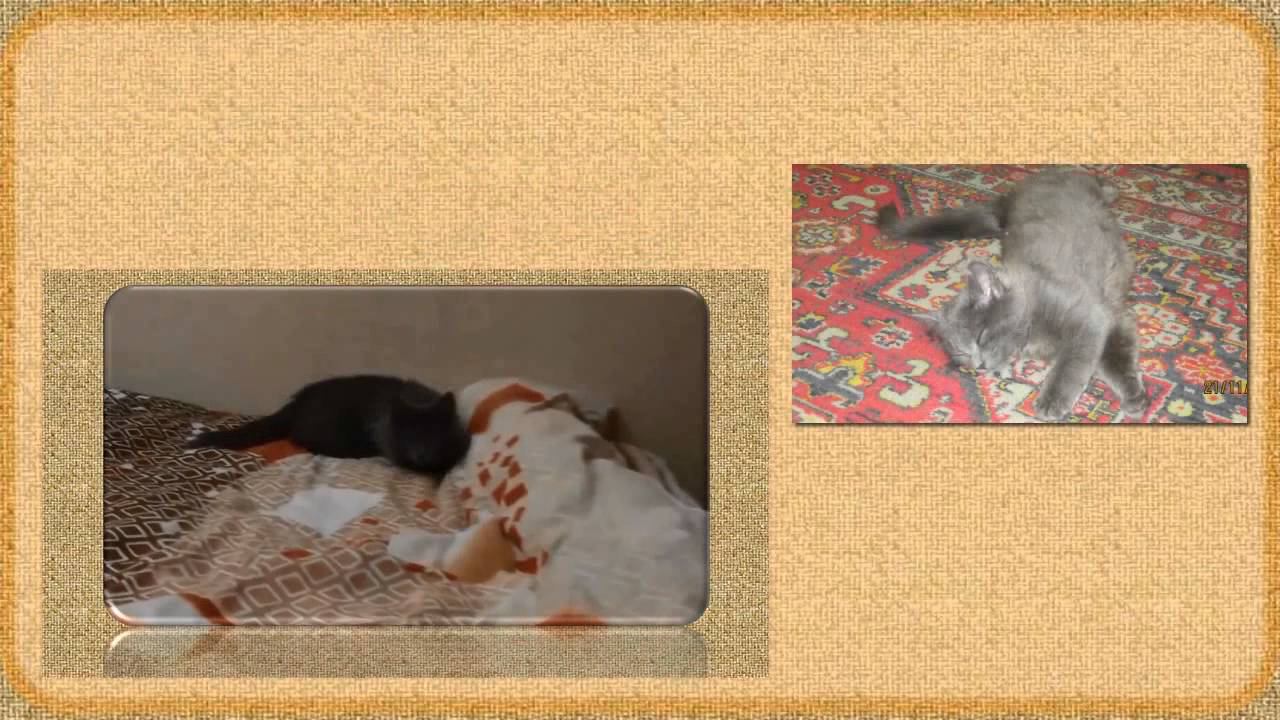 Клип на песню Кошки, кошки.