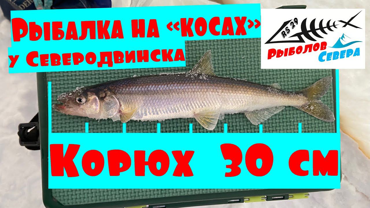 РЫБАЛКА НА КОРЮШКУ 2 КОСА под Северодвинском #КРУПНЫЙ КОРЮХ #Рыболов_Севера