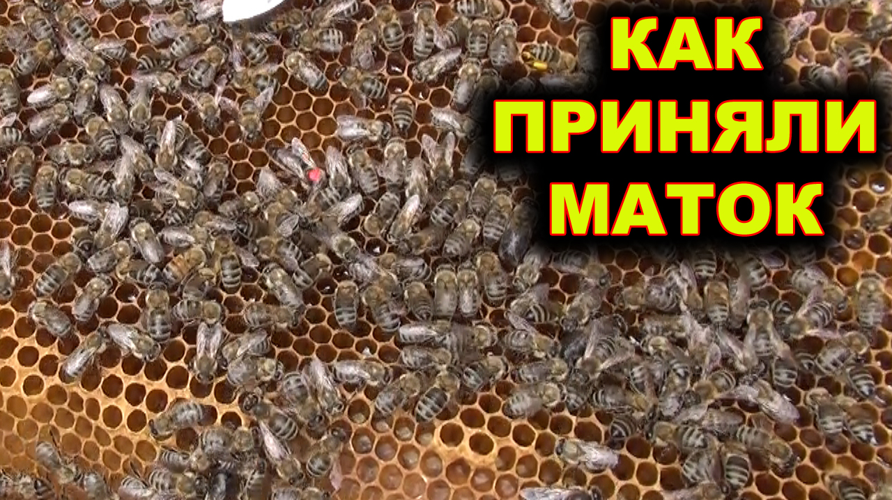 Как приняли маток.