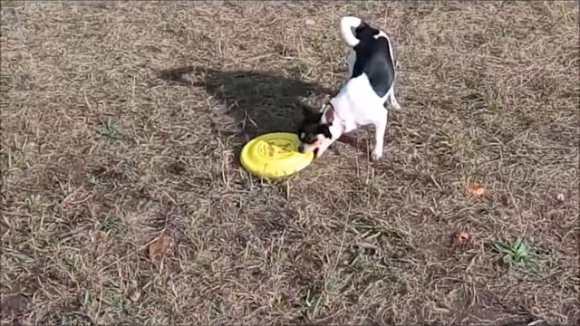 чихуахуа Василиса - ловкая и смелая фризбистка ).mp4