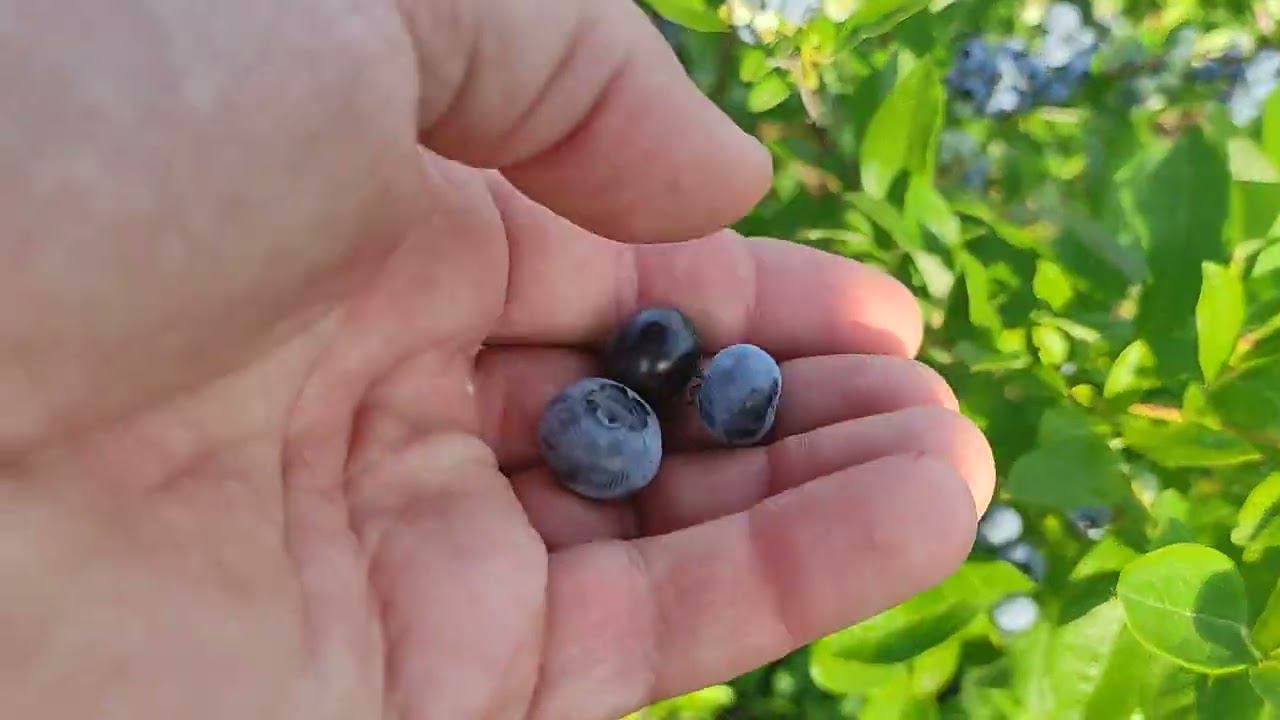 Беда! Ждёшь ягоду как арбуз, получаешь горох.