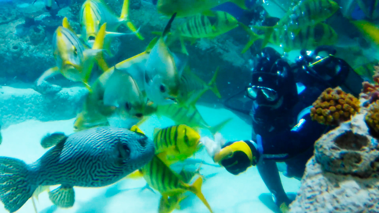 Кормление из рук большой морской аквариум.mp4