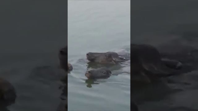 буйволы  short