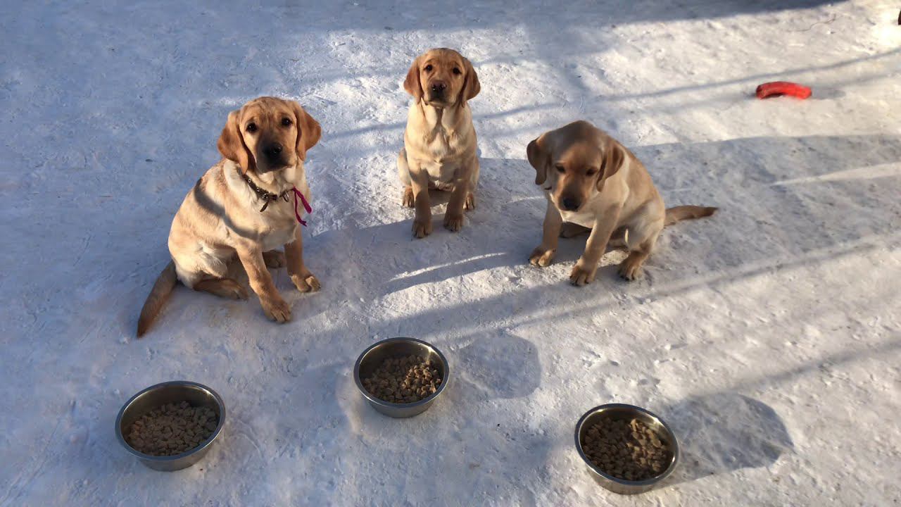 Щенки лабрадора «SHATSKIKH’ s DOGS» WEST SIB STORY DEVICE + ТЕСОРО РУССО ГОЛДЕН СТАР / 2020г.