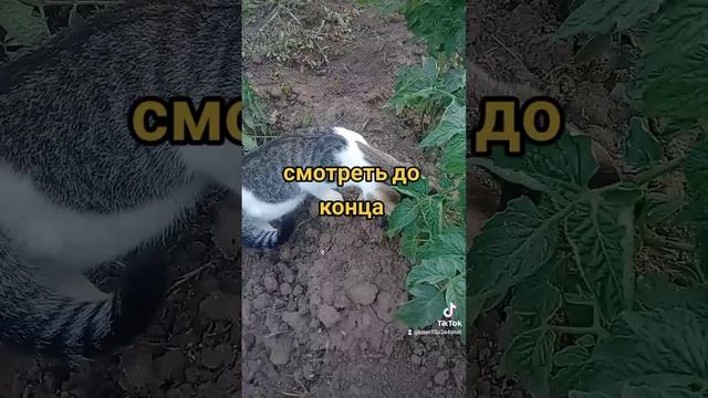 Осмотр жука оленя