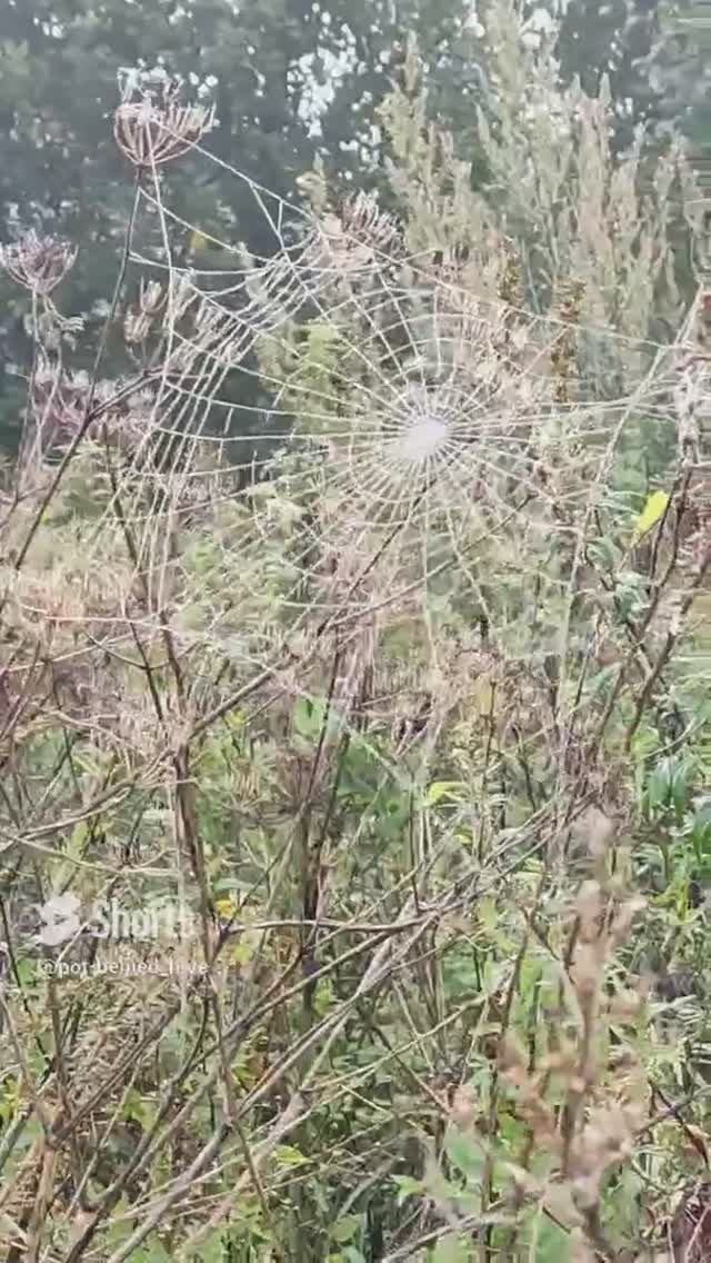 Рассвет в деревне #Dawn in the village #villagelife  #village
