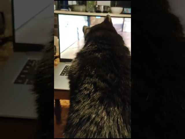 Сэм и мышка) #котики  #котэ #котик