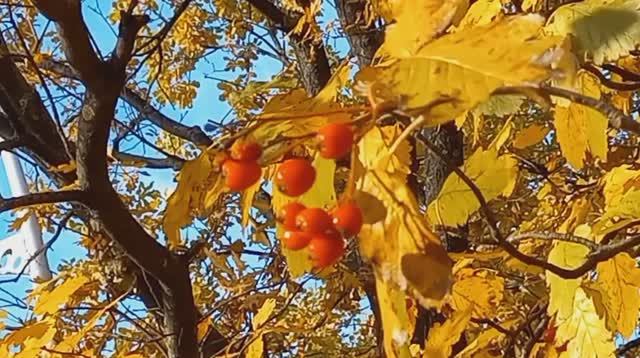 Листопад на острове Канта.