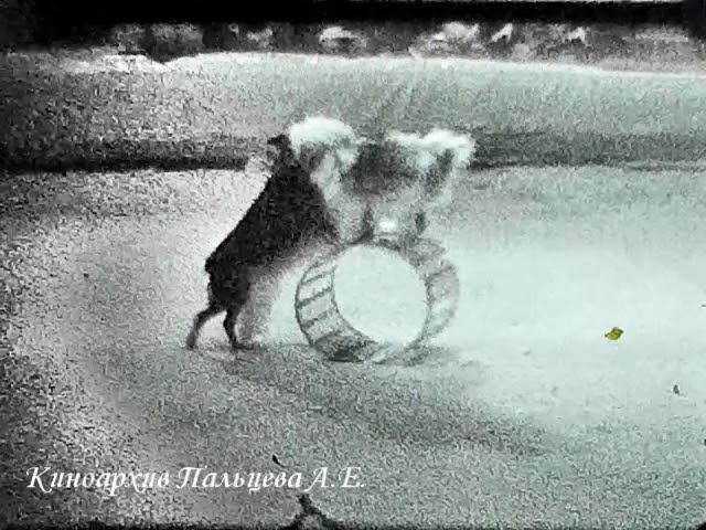 Астраханский цирк в 1968 году.  2 часть.