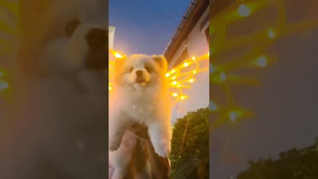 Котёнок-собакен 2023 последний выпуск этого года, всех с Новым годом друзья❤️??