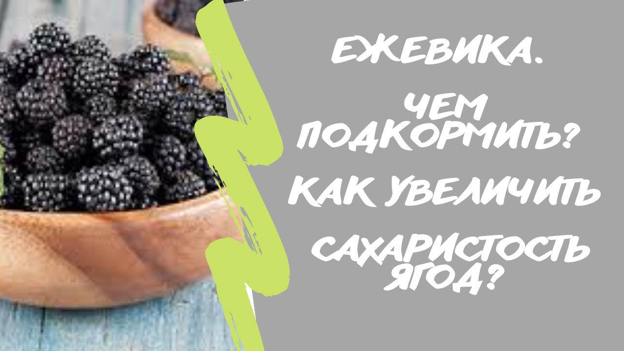 Ежевика?. Чем подкормить? Как увеличить сахаристость ягод?