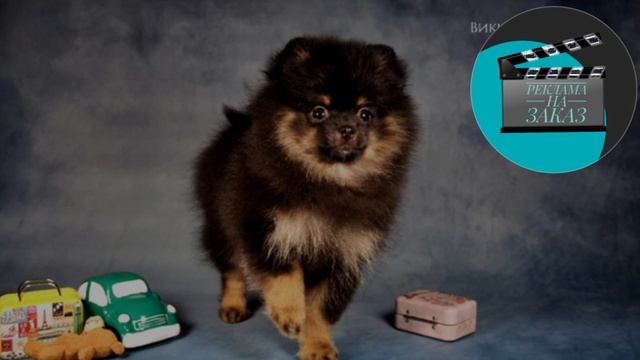 реклама щенка на заказ.mp4
